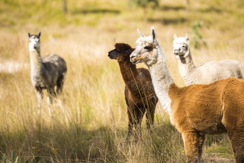 Alpacas in a field stock image. Image of soft, fleece - 56724887