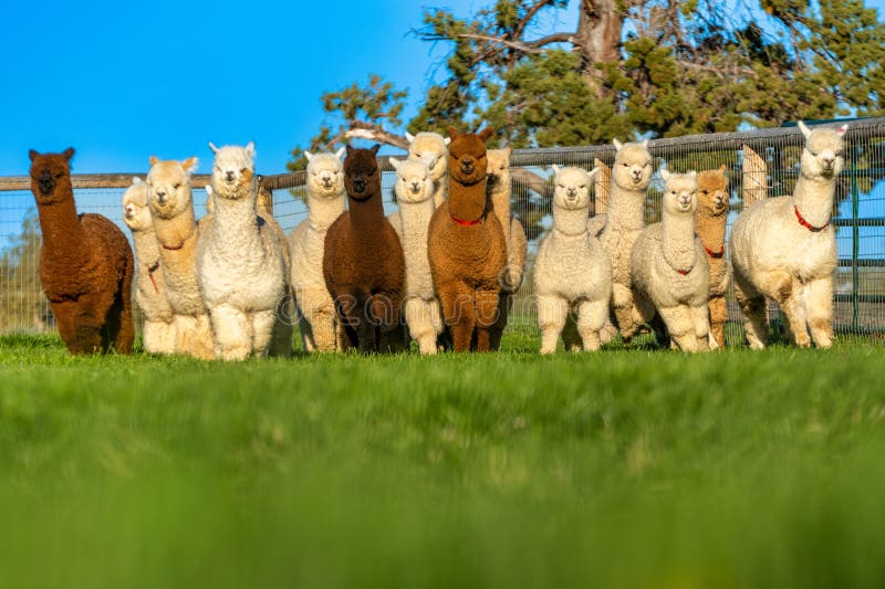 Alpacas in a Field in Central Oregon Stock Photo - Image of herdsire ...