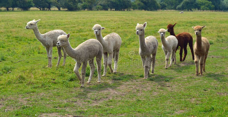 Alpacas in a field stock image. Image of fleece, huddle - 343625