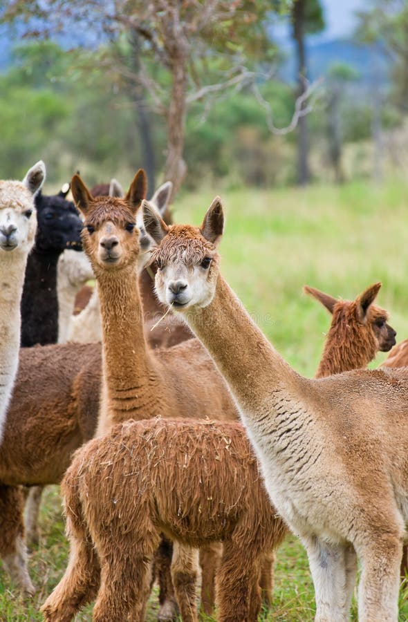 8+ Grazing alpacas Free Stock Photos - StockFreeImages
