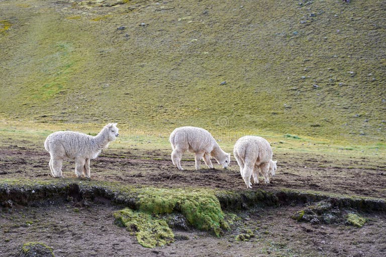 Baby Alpacas Grazing Around Rainbow Mountain, Cusco, Peru Stock Image ...