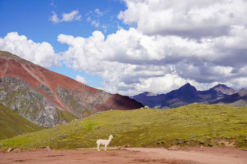 Baby Alpaca Grazing Around Rainbow Mountain, Cusco, Peru Stock Photo ...