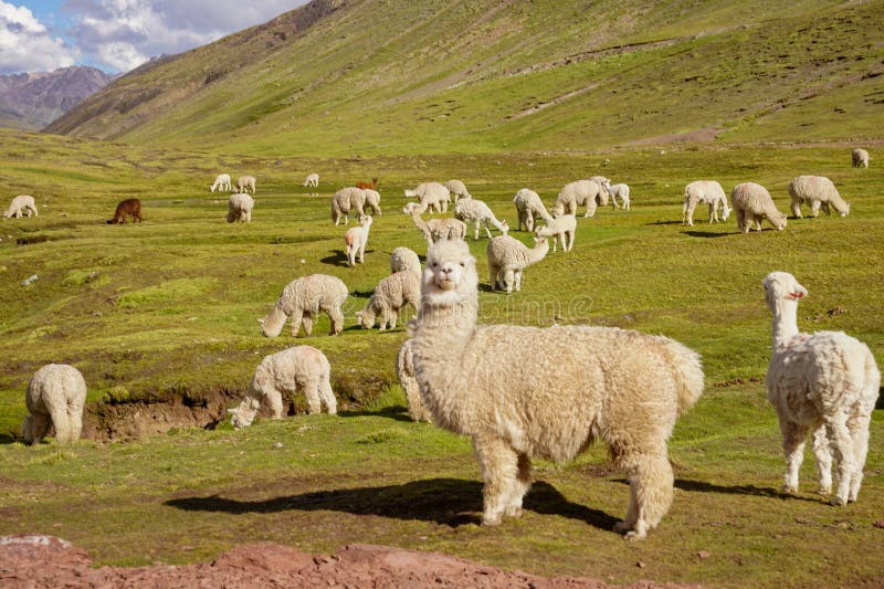 Alpacas Grazing Around Rainbow Mountain, Cusco, Peru Stock Photo ...