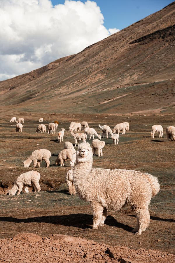 Alpacas Grazing Around Rainbow Mountain, Cusco, Peru Stock Image ...