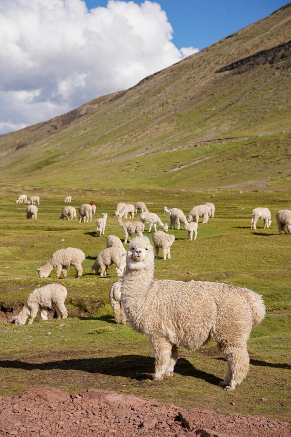 Alpacas Grazing Around Rainbow Mountain, Cusco, Peru Stock Photo ...