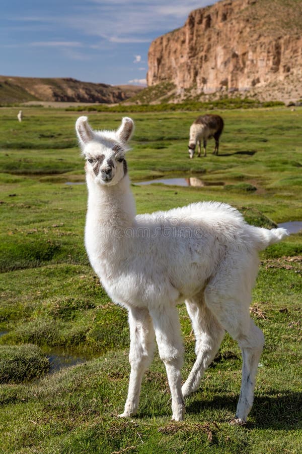 Alpacas Grazing in Altiplano Stock Photo - Image of altiplano, green ...