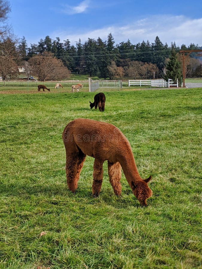 Alpacas Grazing in a Field in Northern Washington Stock Photo - Image ...