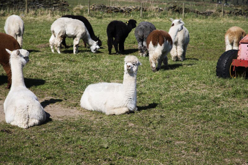 Group of alpacas in field stock image. Image of herd - 24310765