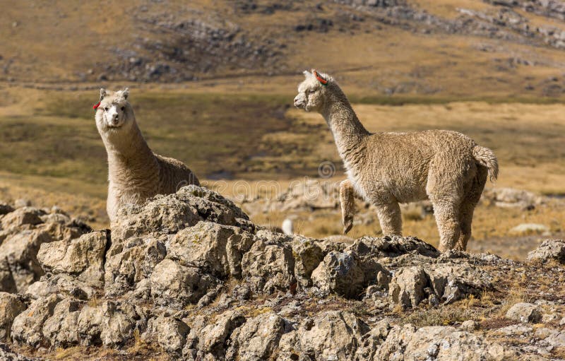 Alpacas in the Highlands of America Stock Photo - Image of ecosystem ...