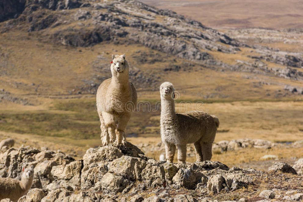 Alpacas in the Highlands of America Stock Image - Image of highlands ...