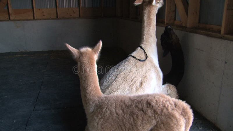 Alpacas mating stock video. Video of wool, southern, breeding - 92126707