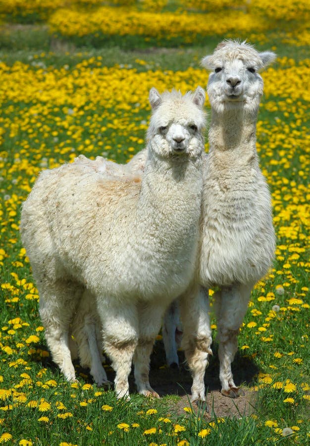 Alpacas Family With Small Baby Pastures On Green Grass By The La Stock ...