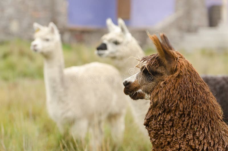 Alpacas stock photo. Image of mouth, hide, inquisitively - 41728146