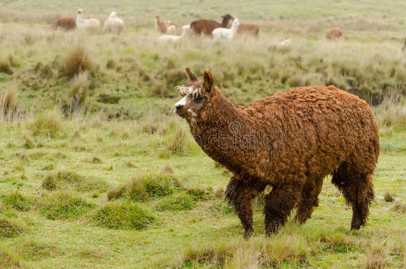 Alpacas stock image. Image of alpaca, mountains, andean - 42740701