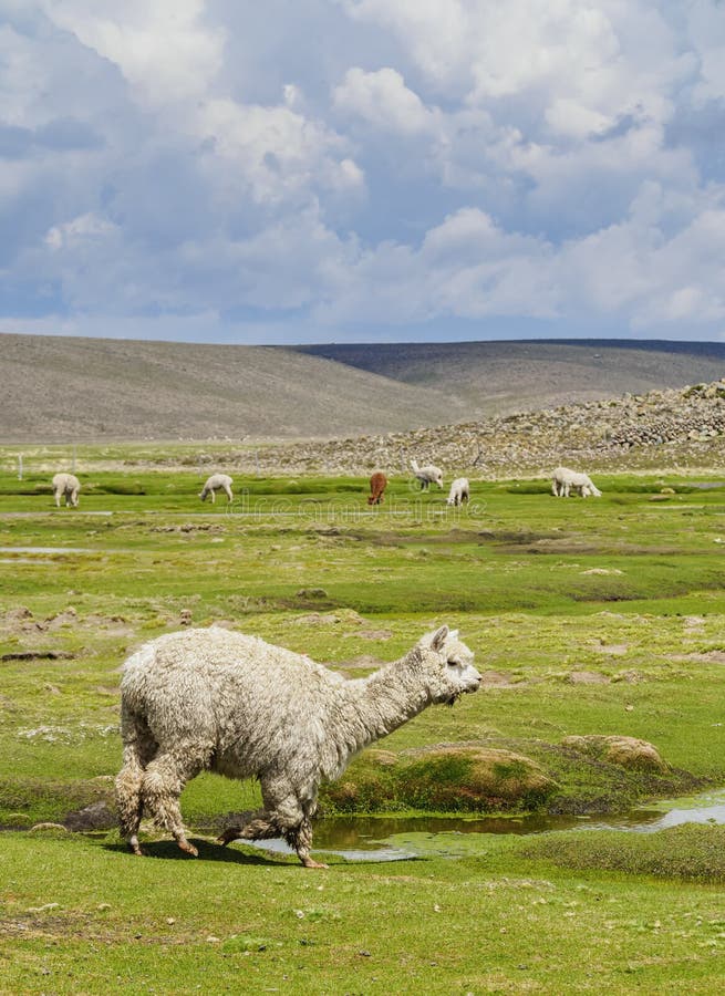 Alpacas in Peru stock photo. Image of pacos, green, peru - 109559426