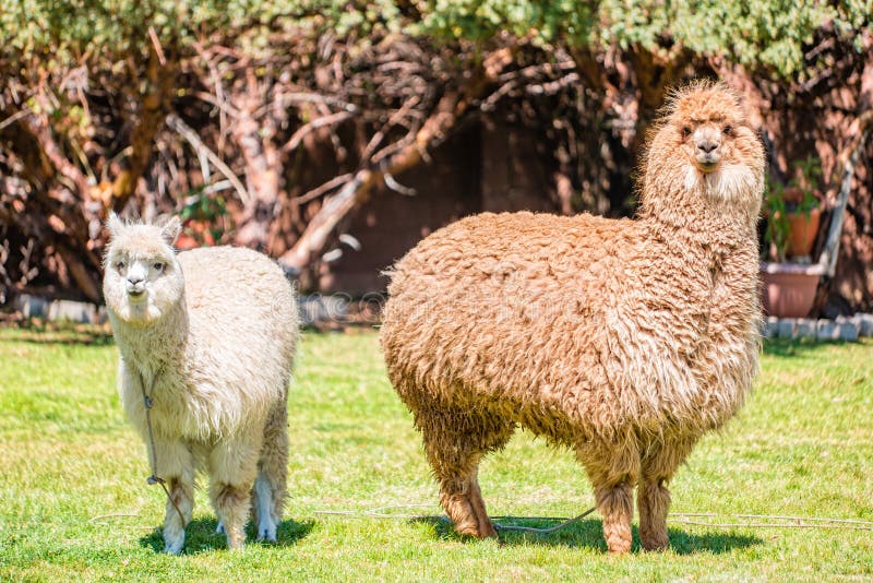Alpacas Peruana En Las Costas Del Lago Titicaca Foto de archivo ...