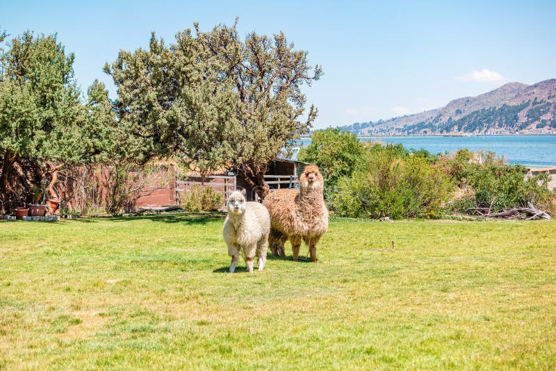 Alpacas Peruana Nas Costas Do Lago Titicaca Imagem de Stock - Imagem de ...