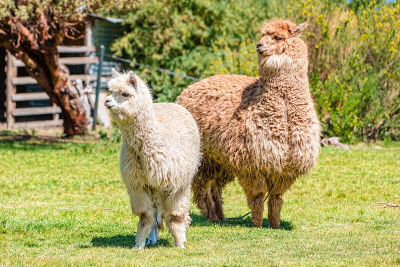 Alpacas Peruana Nas Costas Do Lago Titicaca Imagem de Stock - Imagem de ...