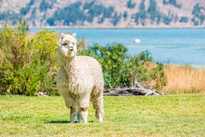 Alpacas Peruana Nas Costas Do Lago Titicaca Imagem de Stock - Imagem de ...