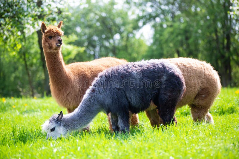 Alpacas Que Comen La Hierba Imagen de archivo - Imagen de peludo ...