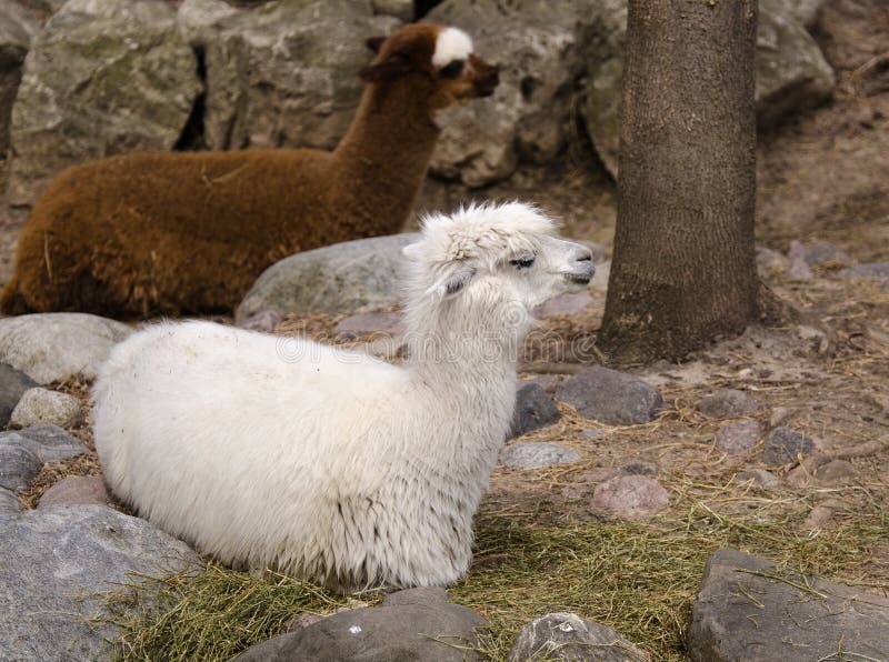 Alpacas Resting stock photo. Image of sitting, animal - 59055260