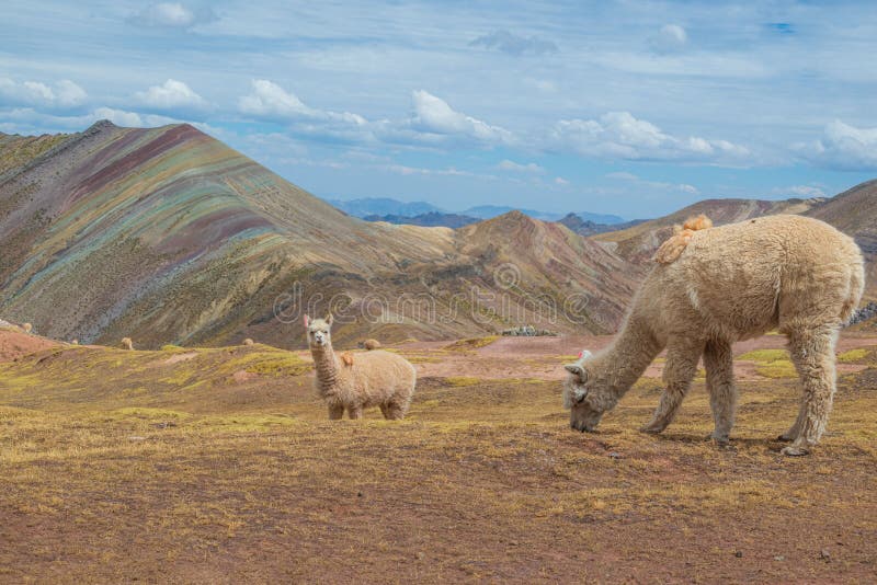 Alpacas Standing on the Edge of a Mountain and Watching the Palccoyo ...