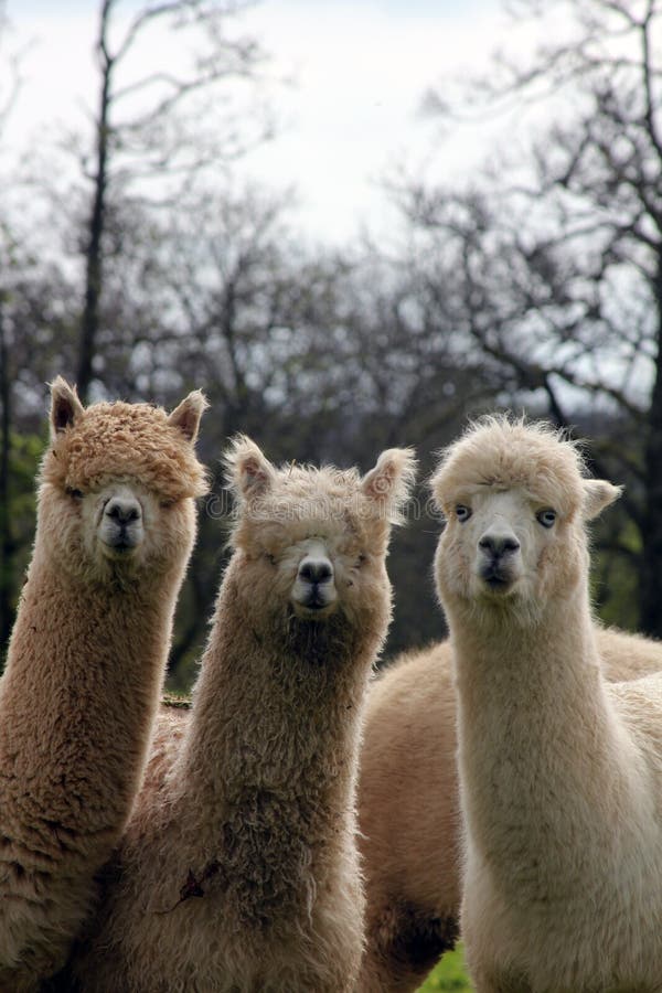 Adult Alpacas are howling stock image. Image of farm - 10092775