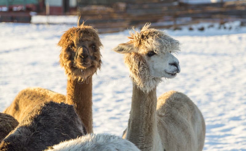 Alpacas in Winter stock photo. Image of white, pair, fauna - 63359978