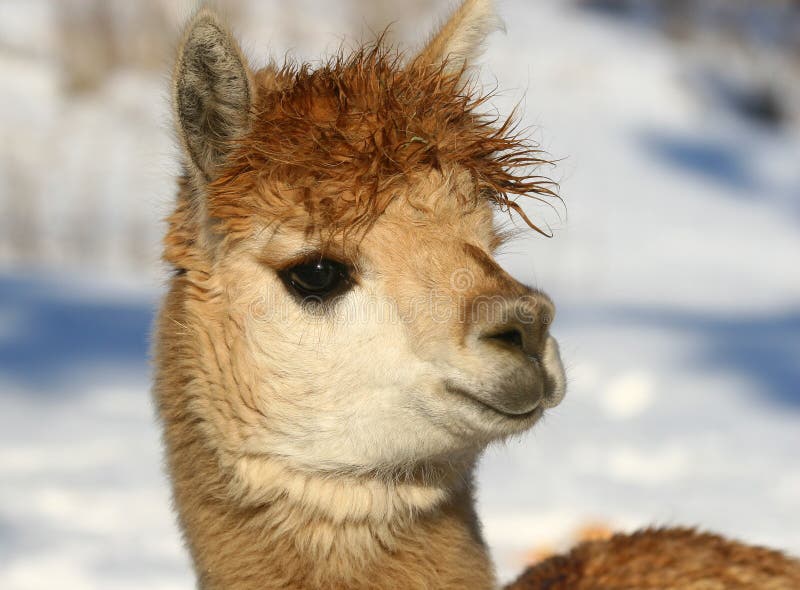 Alpaga photo stock. Image du duvet, mignon, andes, détail - 5916006
