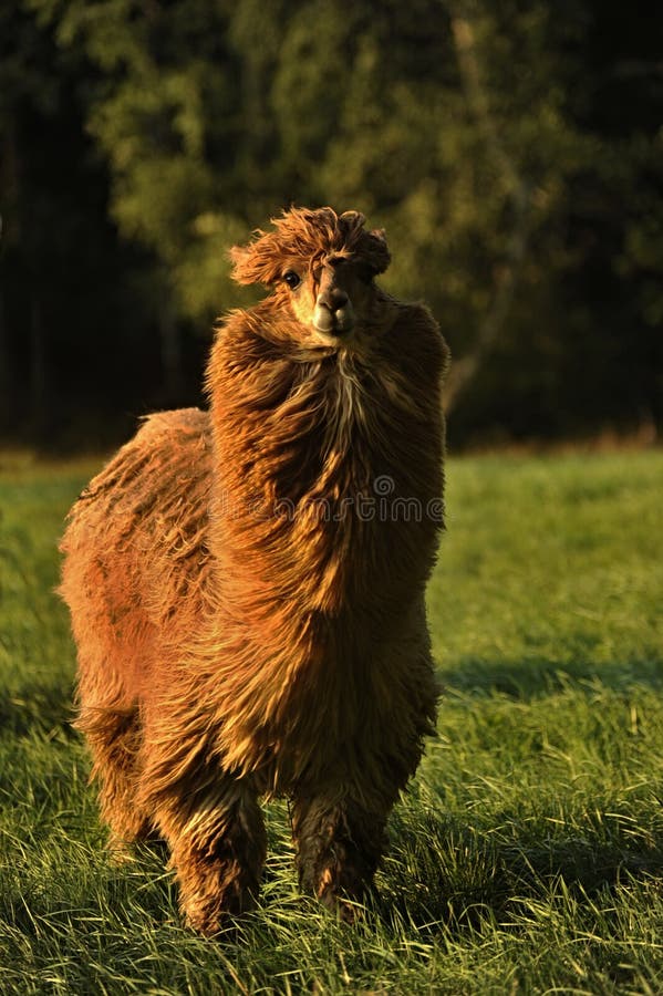Alpaga photo stock. Image du joie, pérou, pâturage, attention - 64634202