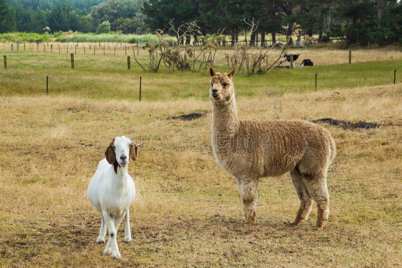Alpaca e Capra fotografia stock. Immagine di campo, agricoltura - 36571168