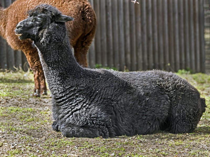 Alpaga 11 image stock. Image du fourrure, andes, montagne - 103925743