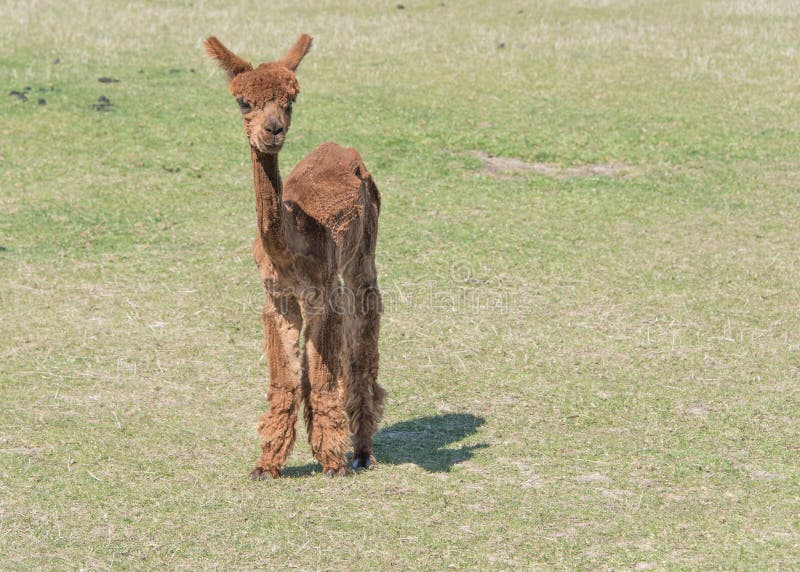 Un Alpaga Tondu Dans Le Profil Image stock - Image du nature, vert ...