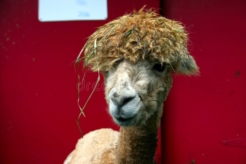 Alpaka-lustiges Haar stockbild. Bild von säugetier, gras - 3173397