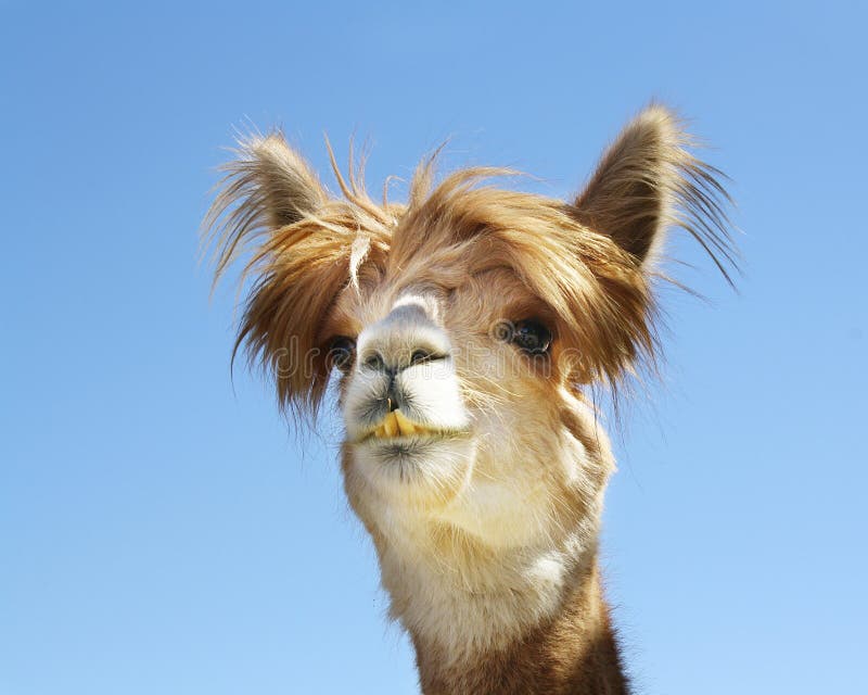 Alpaka Und Lama Mit Lustiger Frisur Stockfoto - Bild von wüste, hump ...