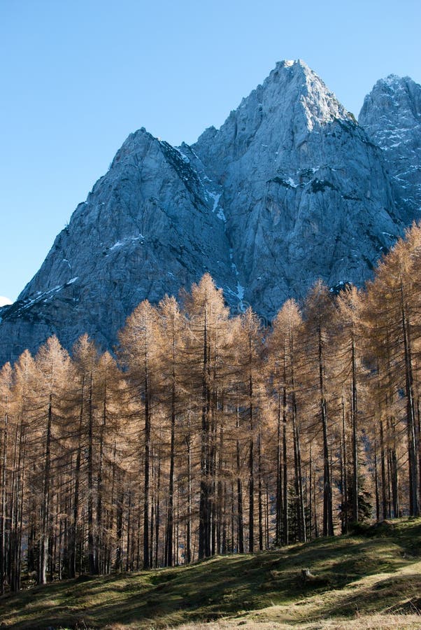 Alpe wood stock photo. Image of kranjska, tree, slovenia - 21995596