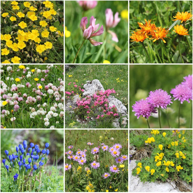 Alpen-Floracollage, Reihe 2 Stockbild - Bild von bart, pflanzen: 40810153
