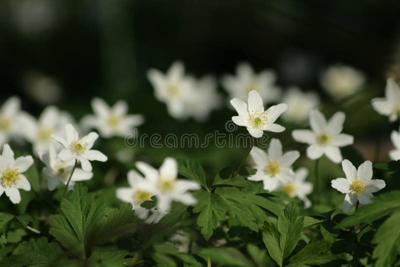 Alpenrose stock photo. Image of nature, shrub, rhododendron - 24515898