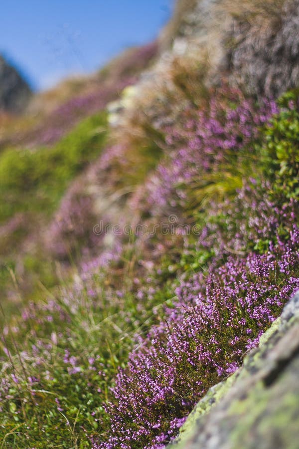Alpenrose stock image. Image of flora, nature, mountain - 45779599