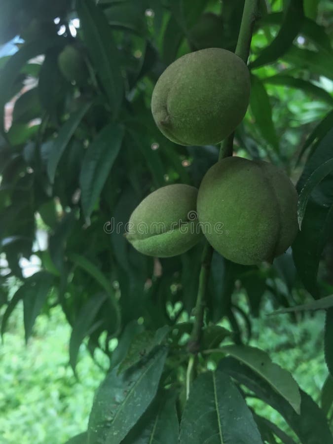 Alperce imagem de stock. Imagem de alperce, fruta, fresco - 94113733