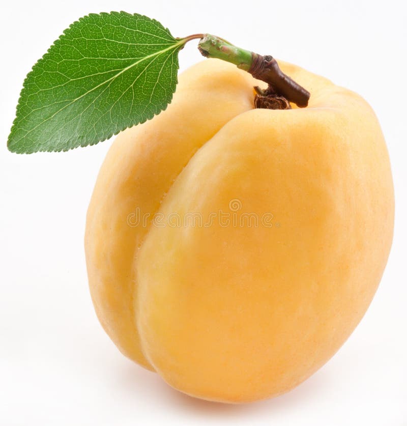 Alperce Com Folha Em Um Fundo Branco. Imagem de Stock - Imagem de ...