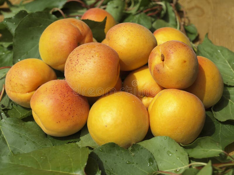 Alperces foto de stock. Imagem de alperce, refrescamento - 100496378