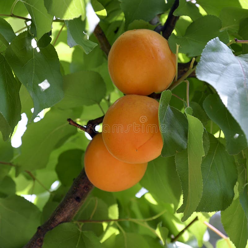 Alperces foto de stock. Imagem de planta, sazonal, maduro - 13280480