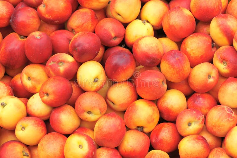 Alperces maduros imagem de stock. Imagem de fundo, alperces - 26693899