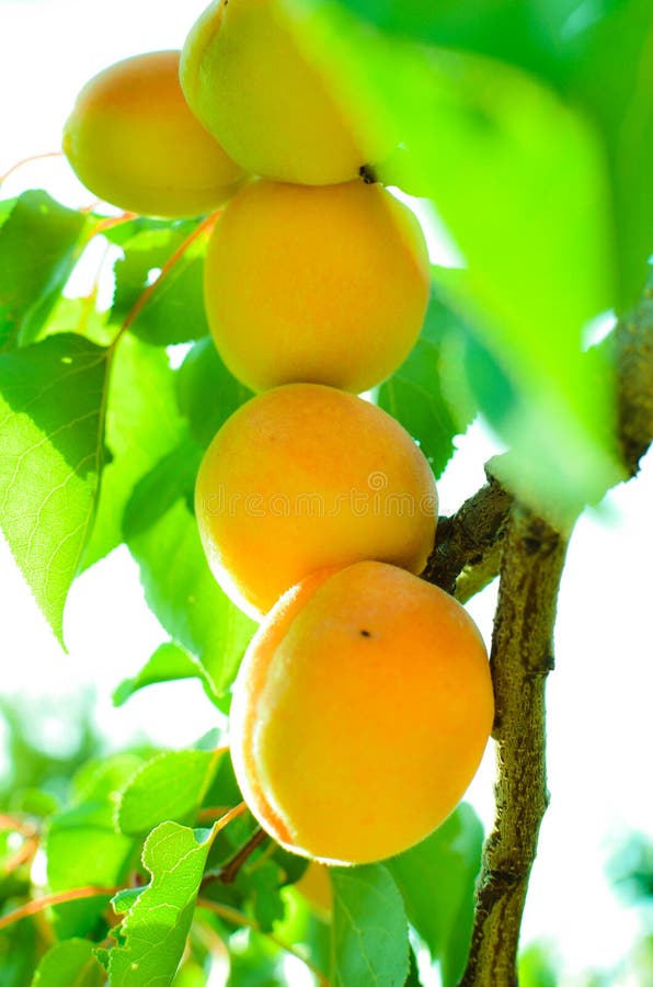 Alperces foto de stock. Imagem de ensolarado, filial - 25538818