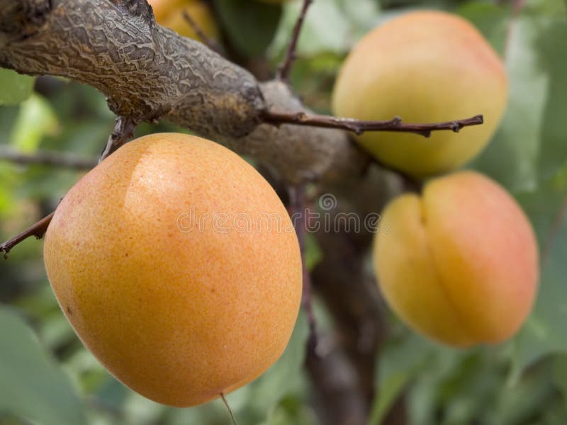 O Alperce Do Sprout Germina a Areia Foto de Stock - Imagem de terra ...