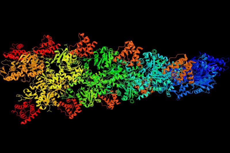 Alpha-actinin-3, a Protein with Multiple Roles in Different Cell Stock ...