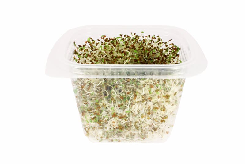 Alpha-alpha edible sprouts stock image. Image of fresh - 12147109