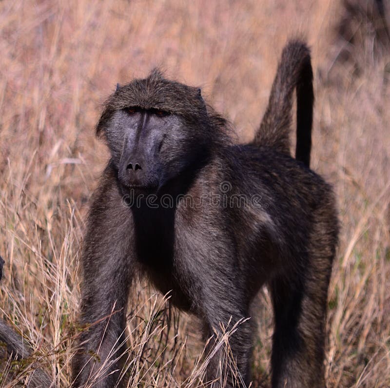 342 Baboon Alpha Stock Photos - Free & Royalty-Free Stock Photos from ...