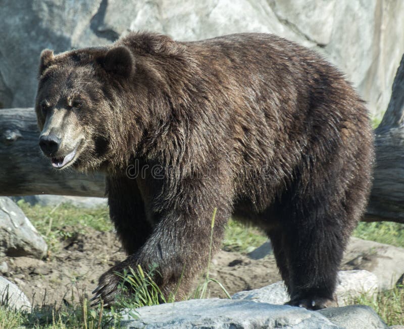 Alpha bear stock photo. Image of bear, mammal, carnivore - 92625792